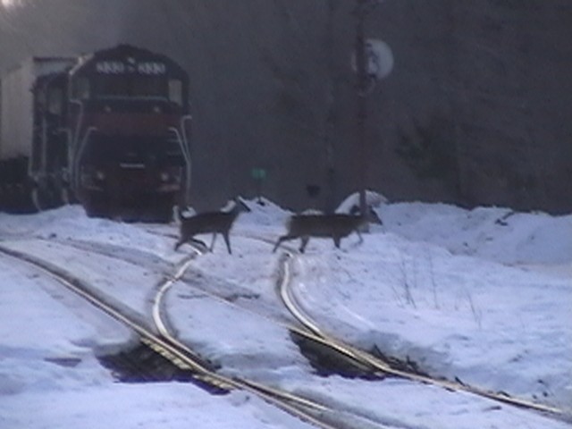 deer crossing the rairoad tracks ae crescent jct: The GreatRails North ...