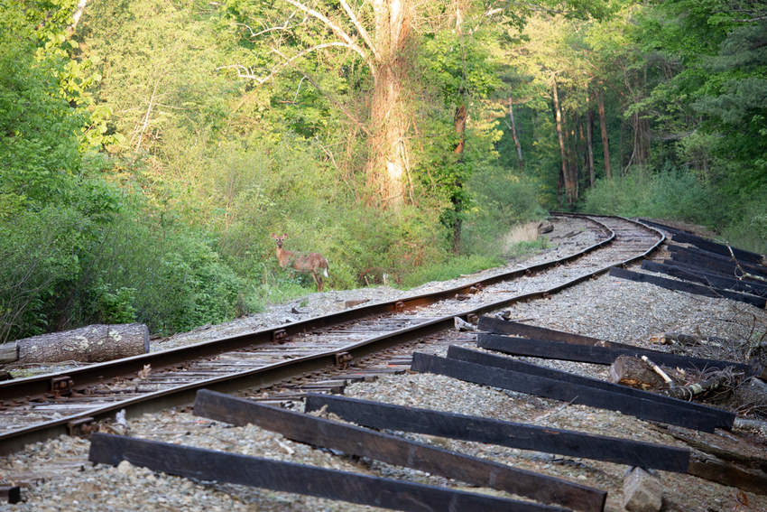 Deer and Tie Replacement: The GreatRails North American Railroad Photo ...